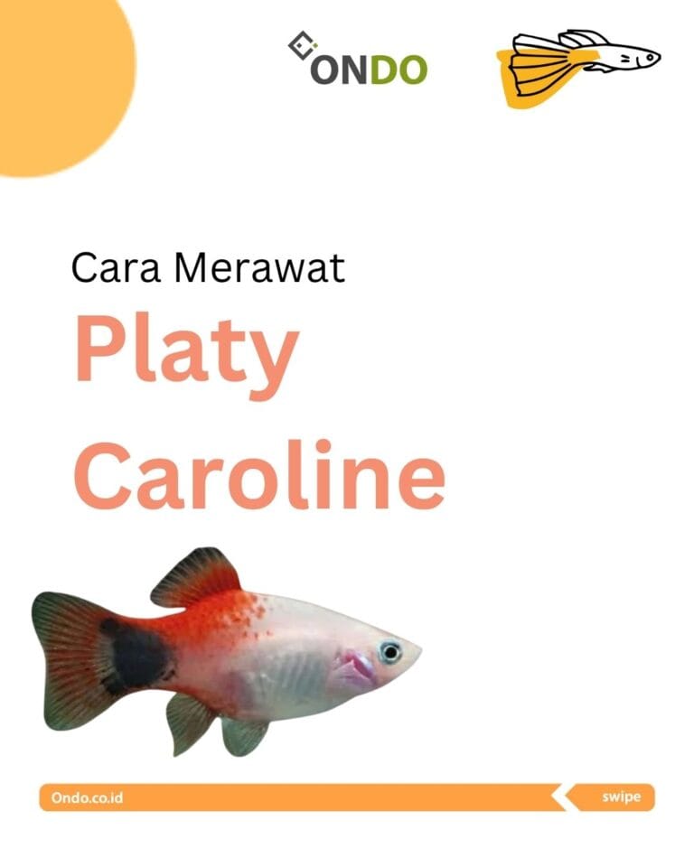 Platy Caroline - Ornamental Indonesia