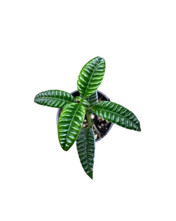Acranthera Centipede – Rare Sumatera Exotic Plant for Terrararium