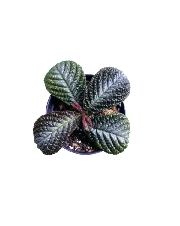 Acranthera Silver Line – Sumatra Exotic Plant for Terrarium